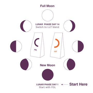 How Seed Cycle Blend Works